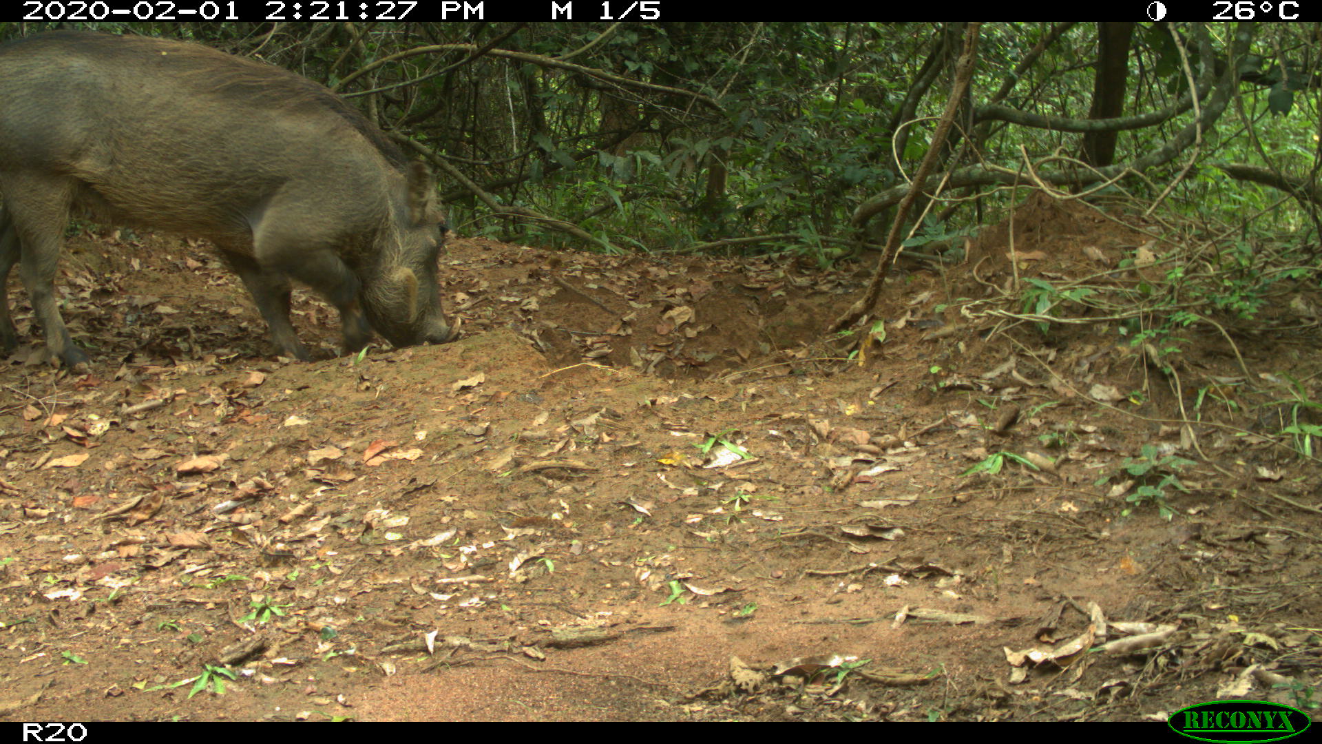 Species Detection Object Detection Dataset By P1