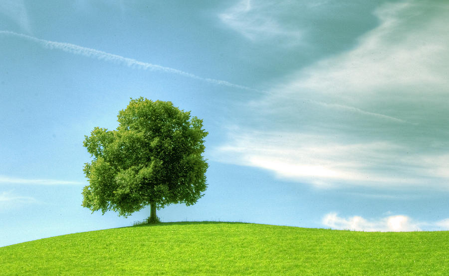 Trees Object Detection Dataset by new-workspace-rwjgk