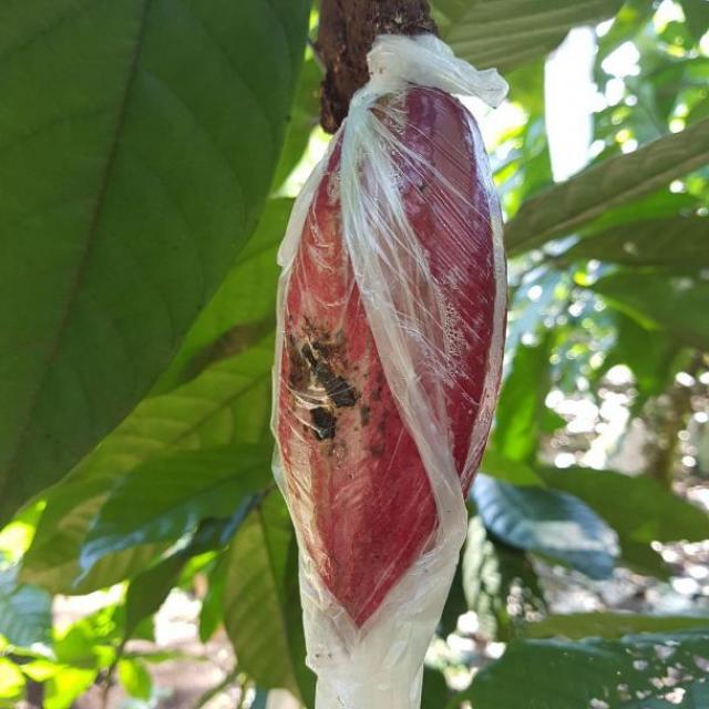 blackpod-cocoa Object Detection Dataset by Major Project