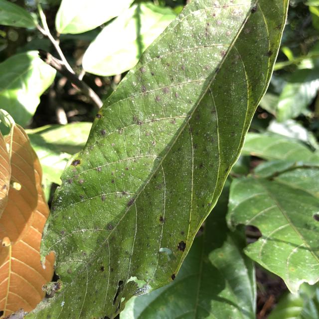 anthracanose_cocoa Object Detection Dataset and Pre-Trained Model by Major Project