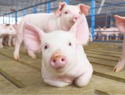 animal-disease-detection_new Classification Model by AGROMIND Smart Farming
