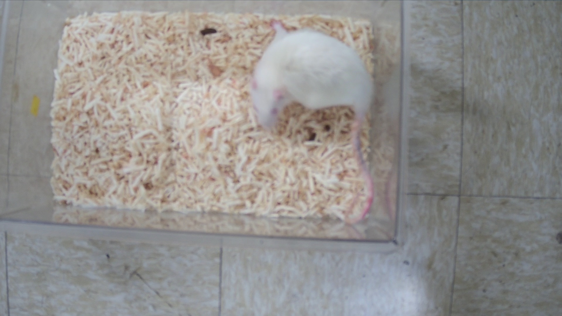 Yolov5 Rat Object Detection Dataset And Pre Trained Model By Rat Detection