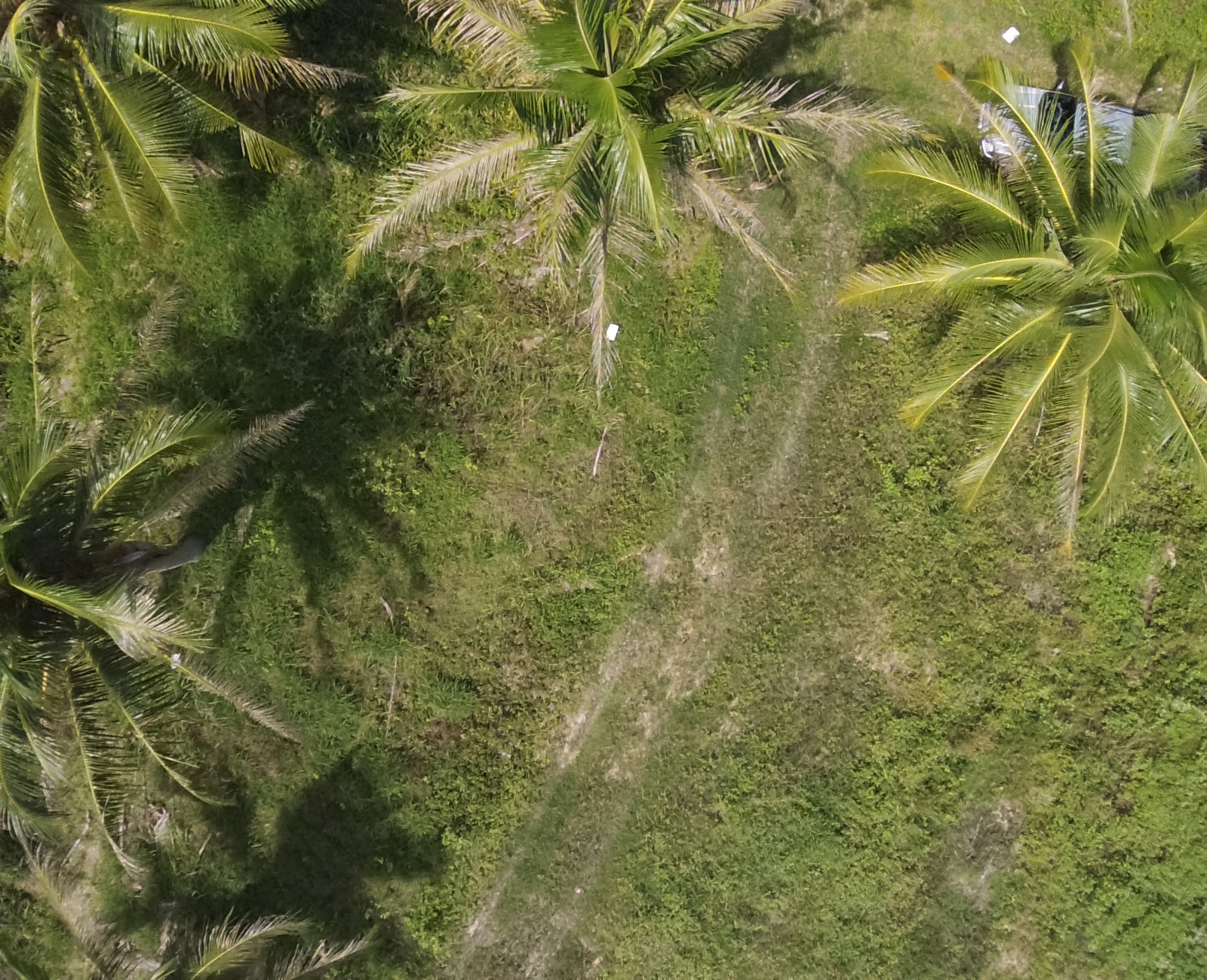 Coconut Object Detection Dataset By Workdataset