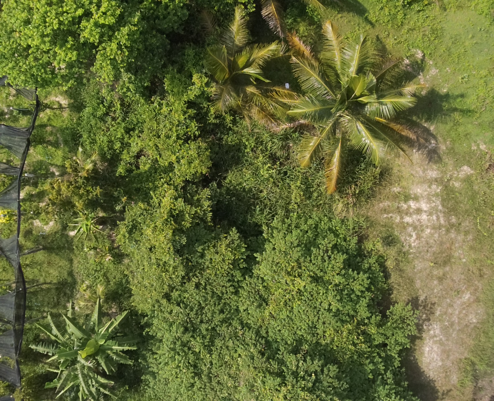 Coconut Object Detection Dataset By Workdataset