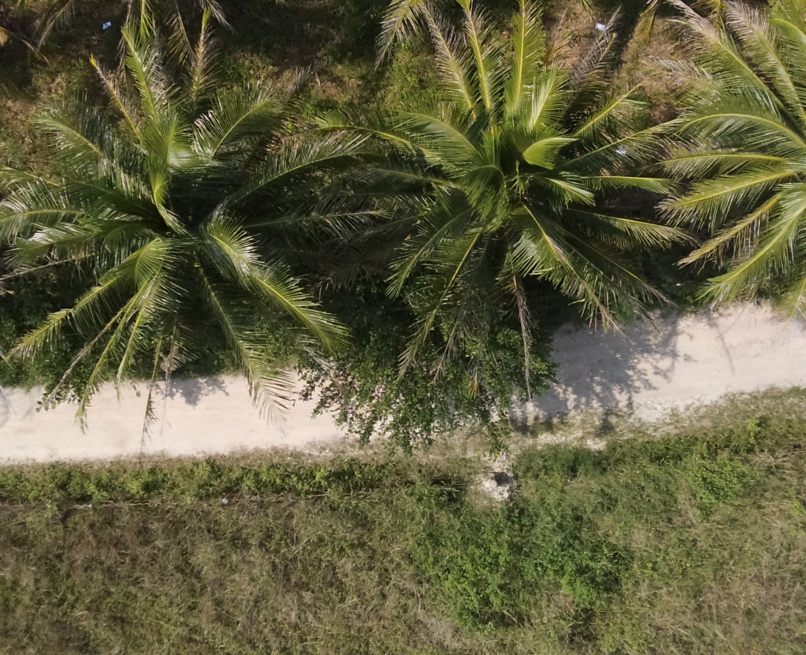 Coconut Model2 Object Detection Dataset By Workdataset