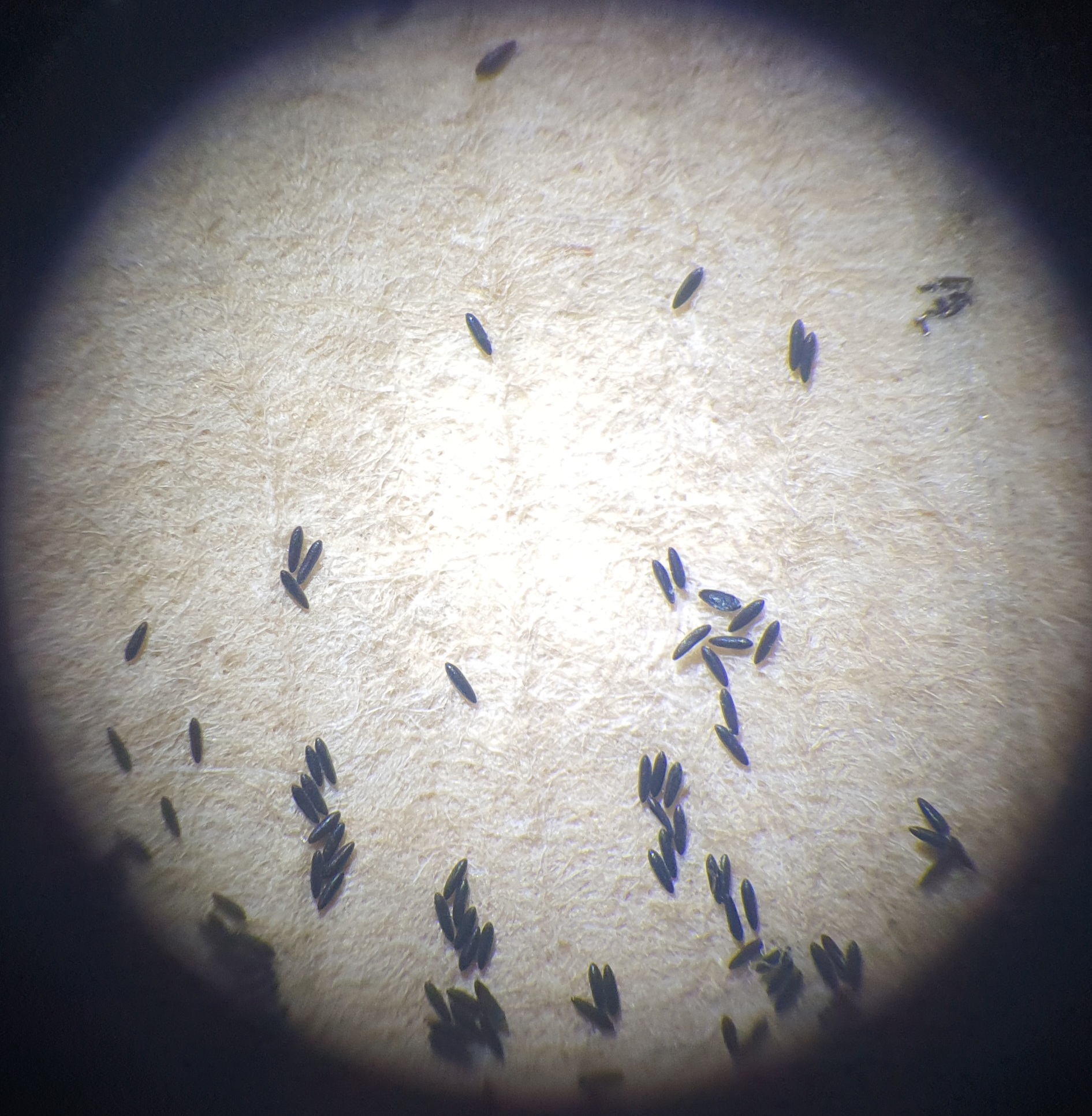 How to Use the Aedes Aegypti Eggs Object Detection API