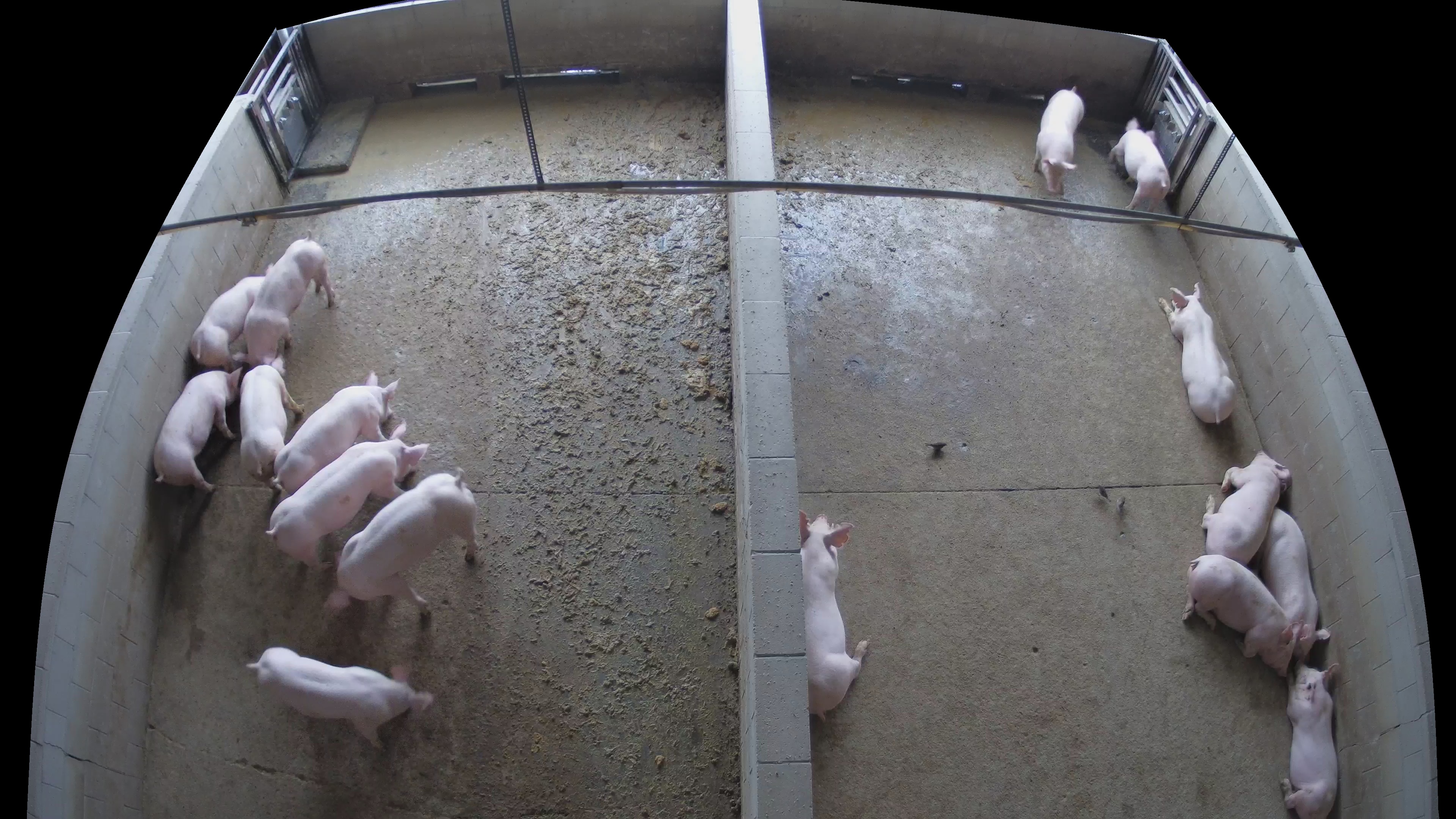 pig Object Detection Model by pigdetection