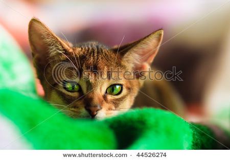 Oxford Pets Detection Object Detection Dataset and Pre-Trained Model by ...