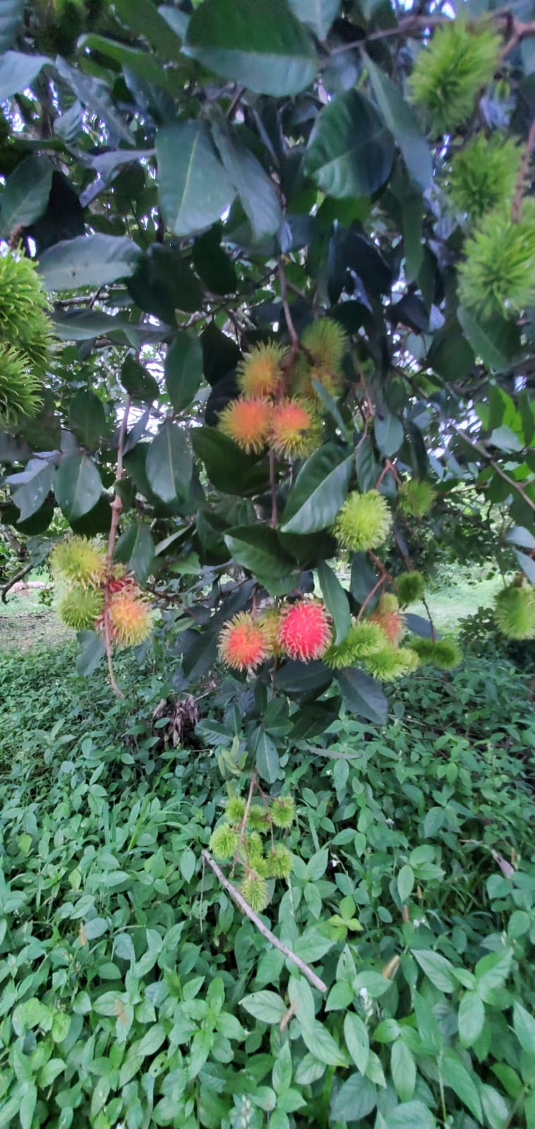 Rambutan_fruto Object Detection Dataset by Projects