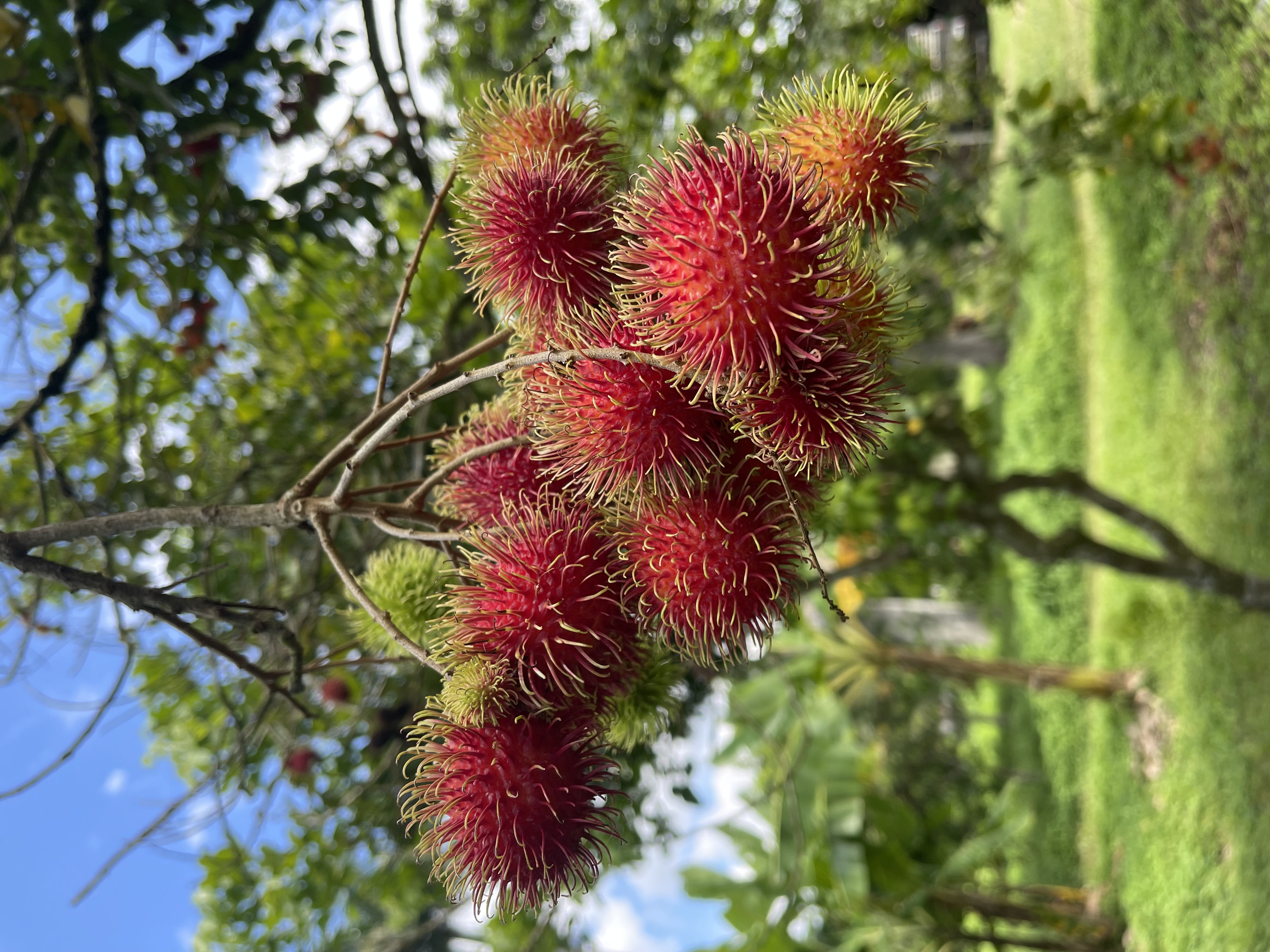 Rumbuttan Object Detection Dataset by Projects