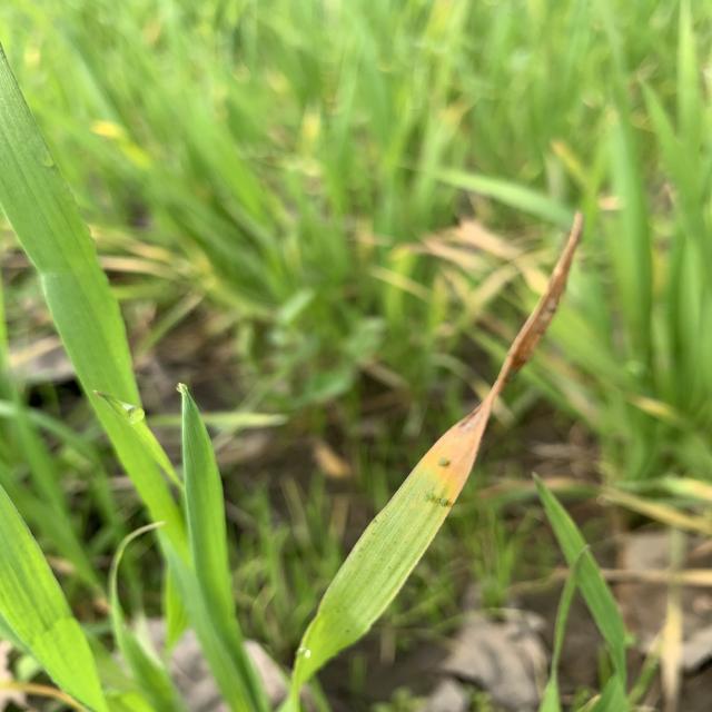 nutrient-deficiency-in-wheat Object Detection Model by AgricultureProjects