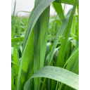 Nitrogen Deficiency wheat Object Detection Model by AgricultureProjects