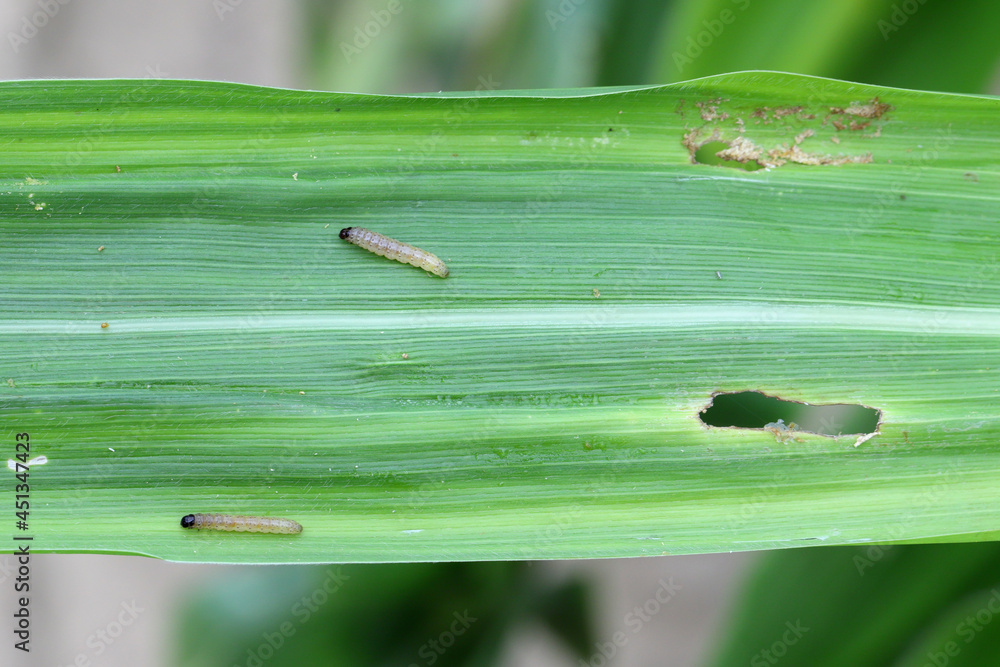 MBDS Object Detection Dataset and Pre-Trained Model by twinkle