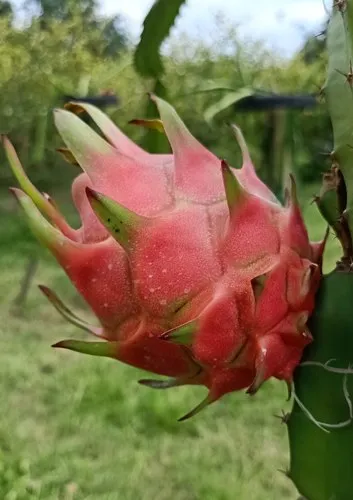 Dragon Fruit Datasets Object Detection Dataset And Pre Trained Model By Taufiq