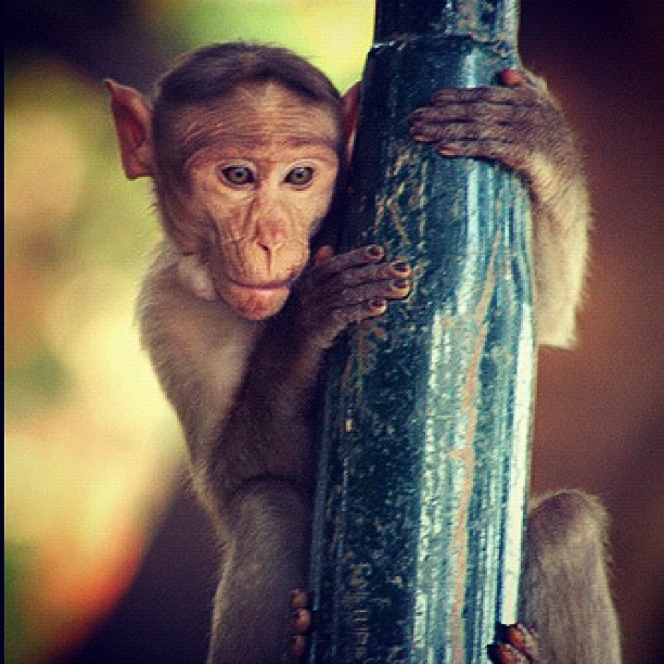 vit (vit-uhbum) - Roboflow Universe