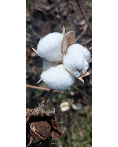 Cotton Detection Object Detection Dataset By Aniket Pai