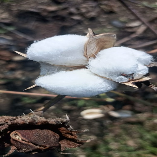 Cotton Object Detection Dataset By Aniket Pai