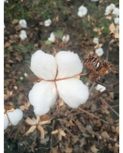 Gg Object Detection Dataset By Aniket Pai