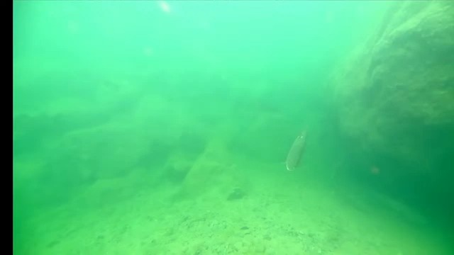 Fish Finder 5000 Object Detection Model by Fish Test