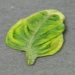 kar_leaf Instance Segmentation Dataset by contruction