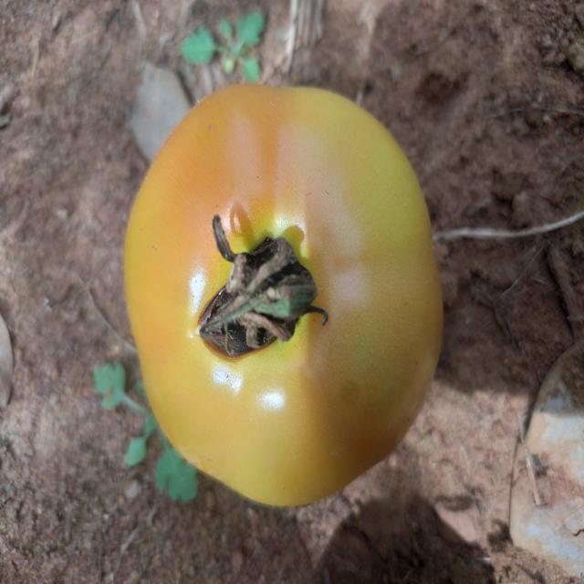 tomato early blight - Roboflow Universe