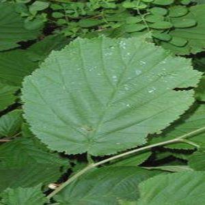 tree leaves Object Detection Dataset by adada lyasmine