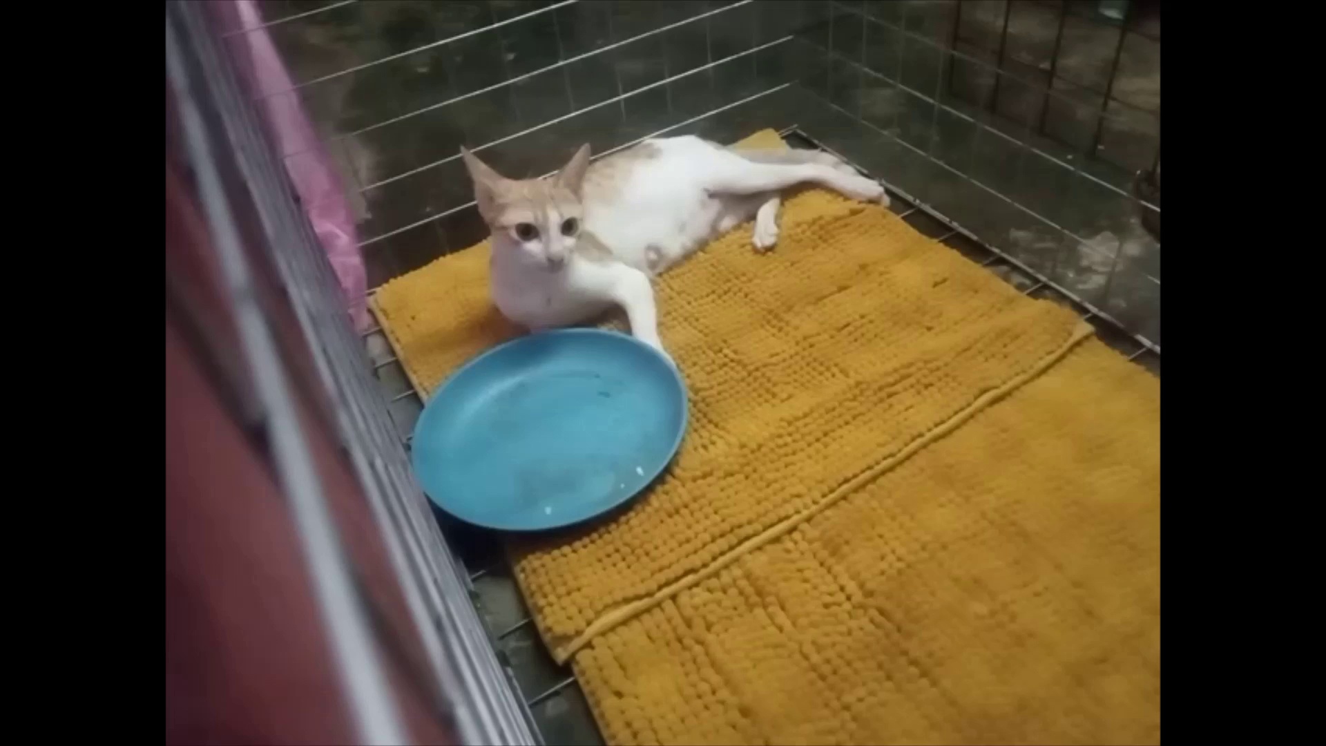 cats-behaviors-test Object Detection Model by Christian Awayan