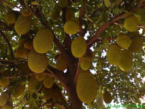 Jackfruit-Yolov8 Object Detection Model by Duy