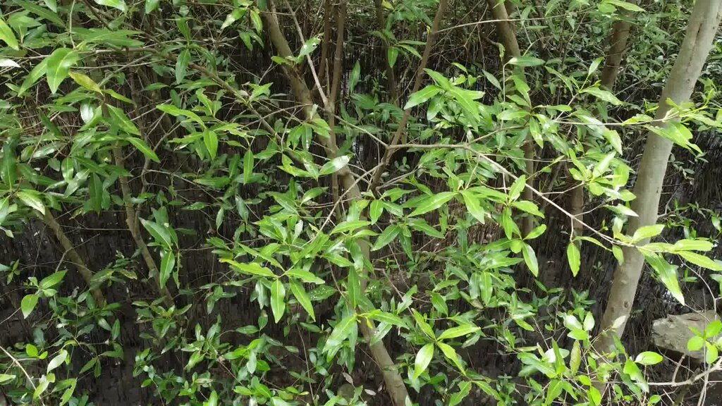 Mangroves detection Instance Segmentation Dataset by KHUSHAL JHAVERI