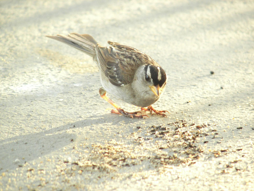 lab4 (lab4-v4hgo) - Roboflow Universe