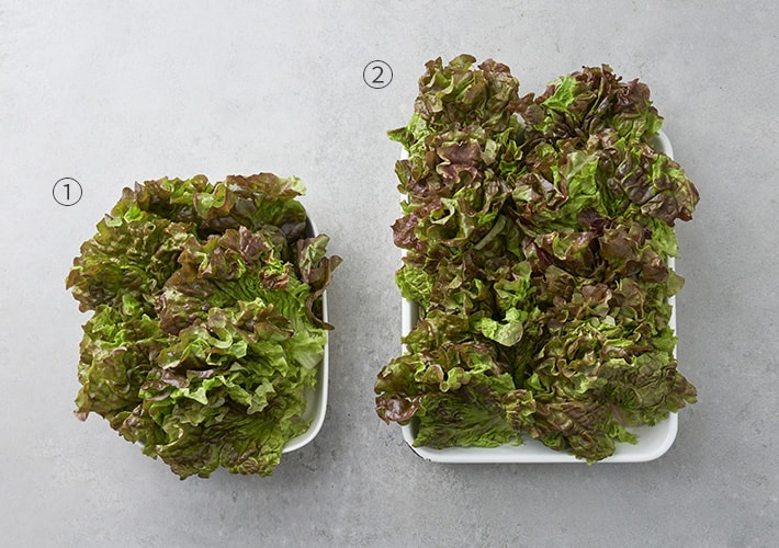 lettuce Object Detection Dataset by chiro1