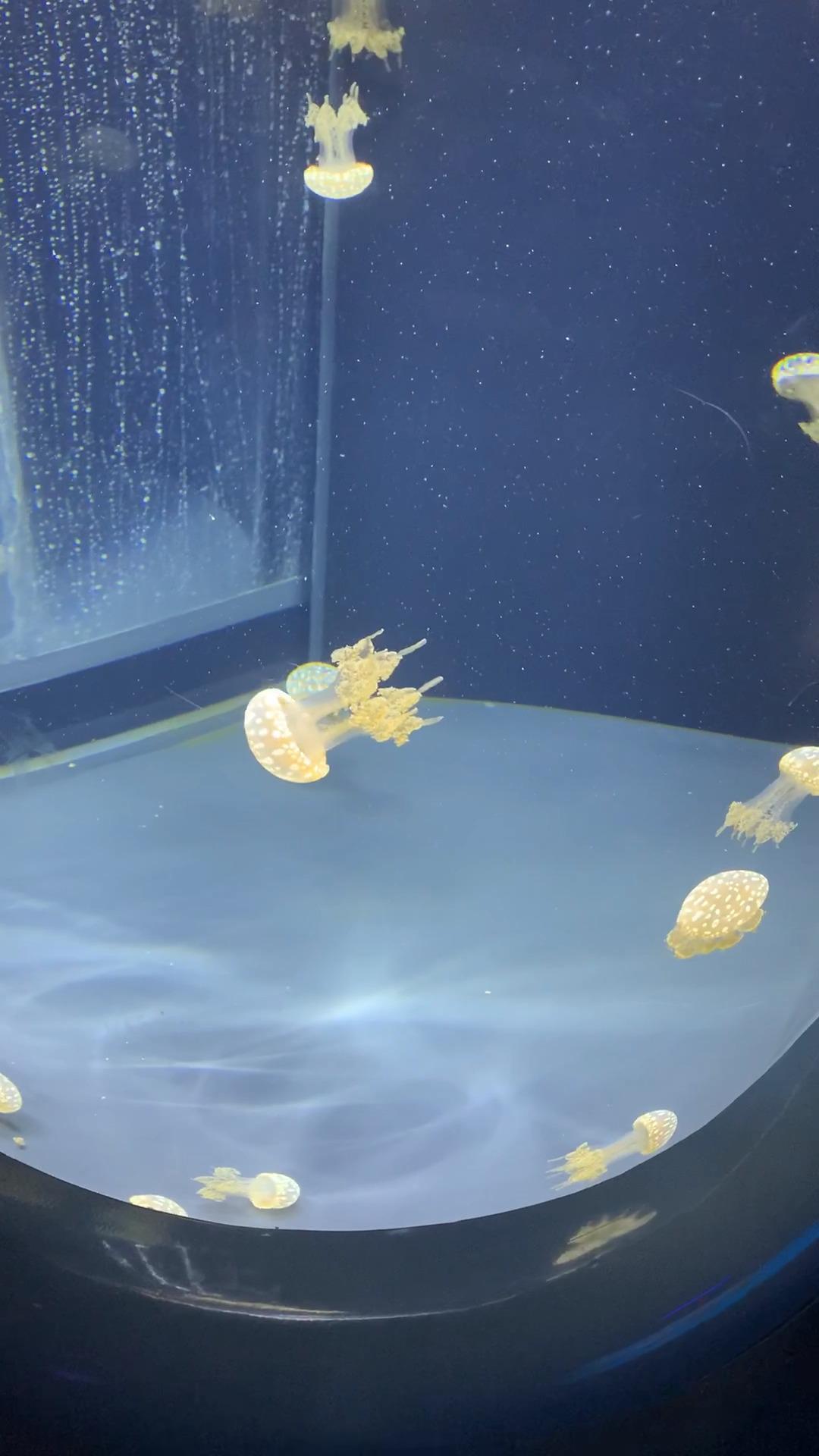 ffifi Object Detection Dataset by Symbiosis Institute of Technonogy