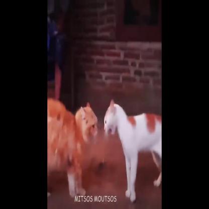 CAT BEHAVIOR Object Detection Model by Cat related