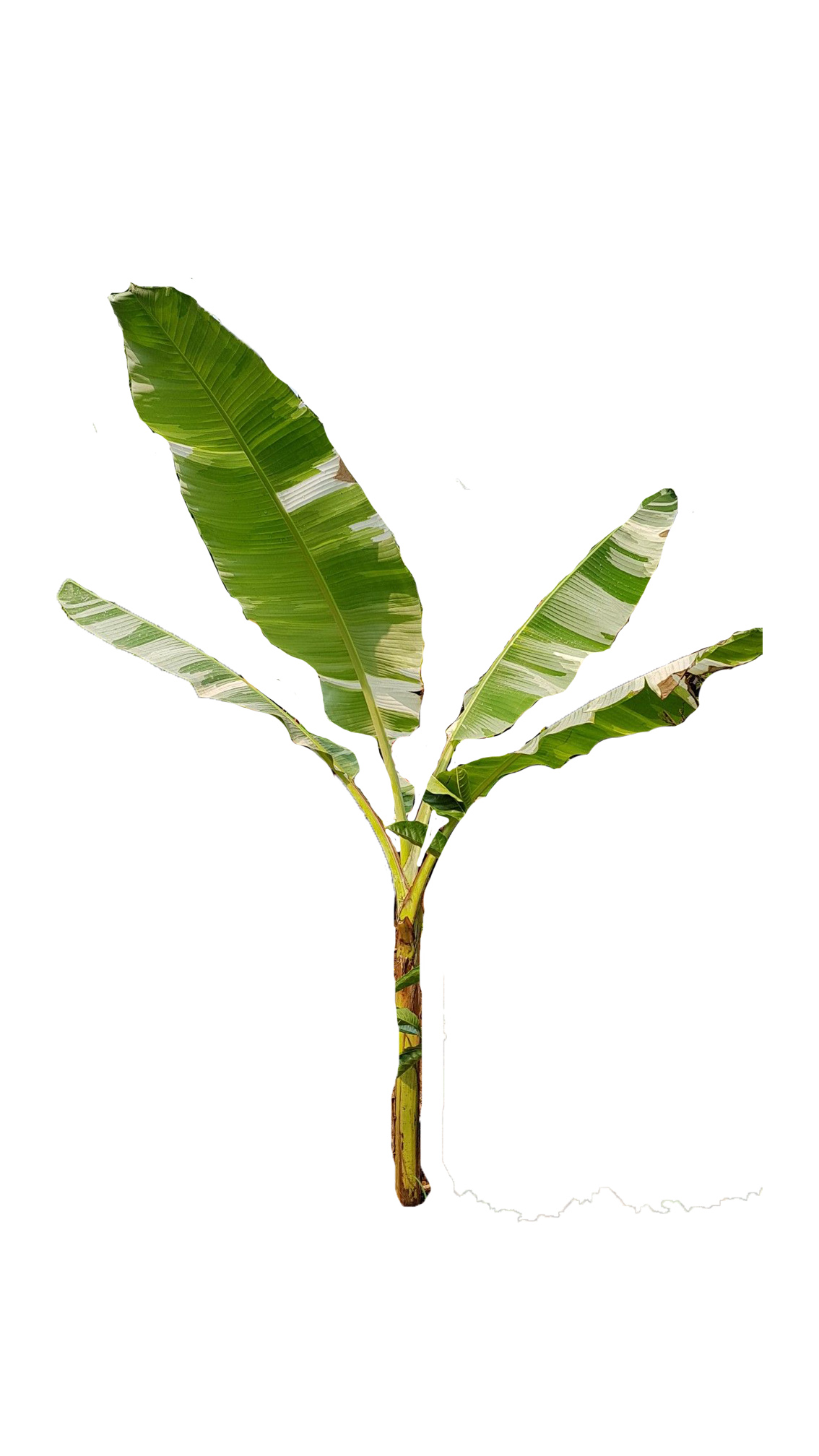 tree detection (tree-detection-ll3lr) - Roboflow Universe