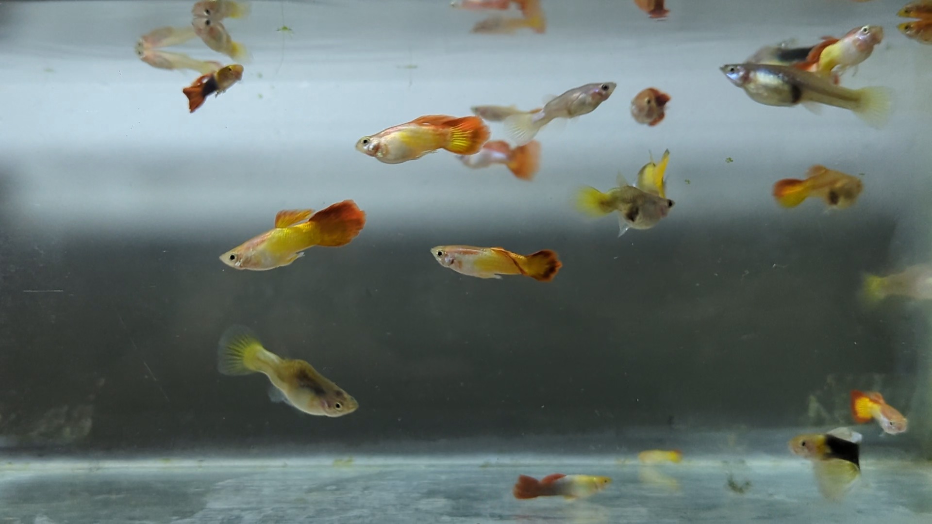 Disease_Identification Object Detection Model by guppy stress