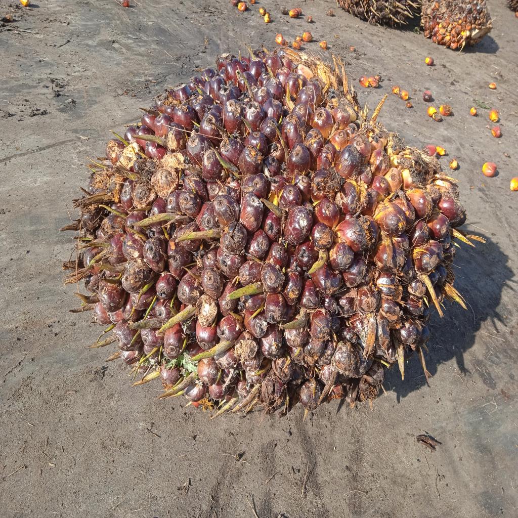 Palm Fruit Ripeness Detection Object Detection Dataset And Pre Trained