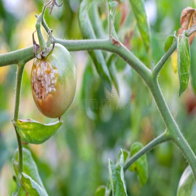 apple-tomato-strawberry Object Detection Dataset and Pre-Trained Model by beh