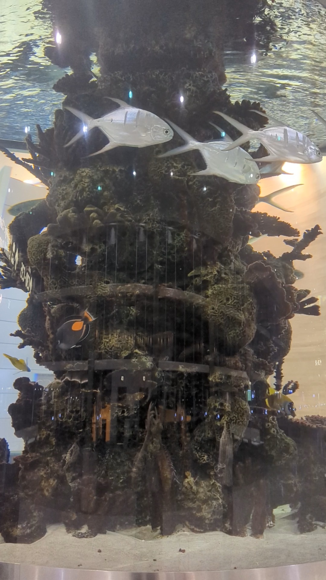 How to Use the find_fish Object Detection API