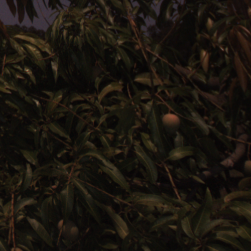 Mangoes Object Detection Dataset By Newspace
