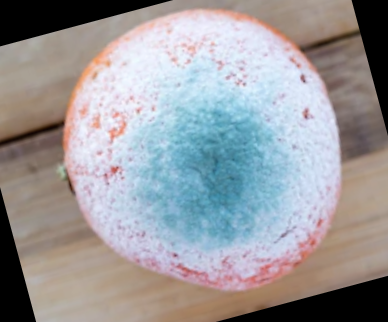 yolo_fruit_dataset Object Detection Dataset by alexa