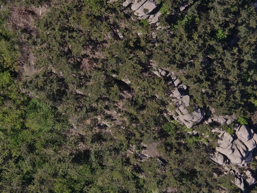 tree Object Detection Dataset by kongxue520