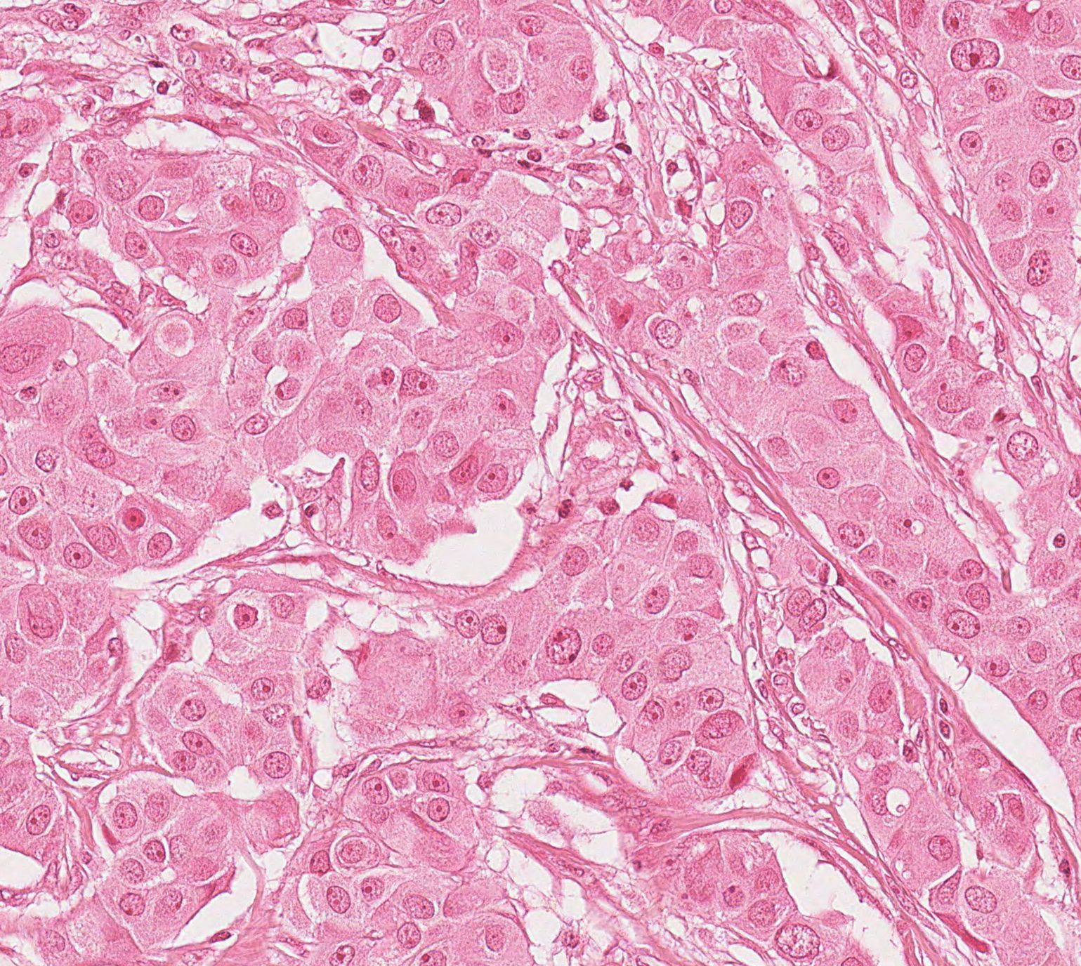 Mitosis14 Test Set Roboflow Universe