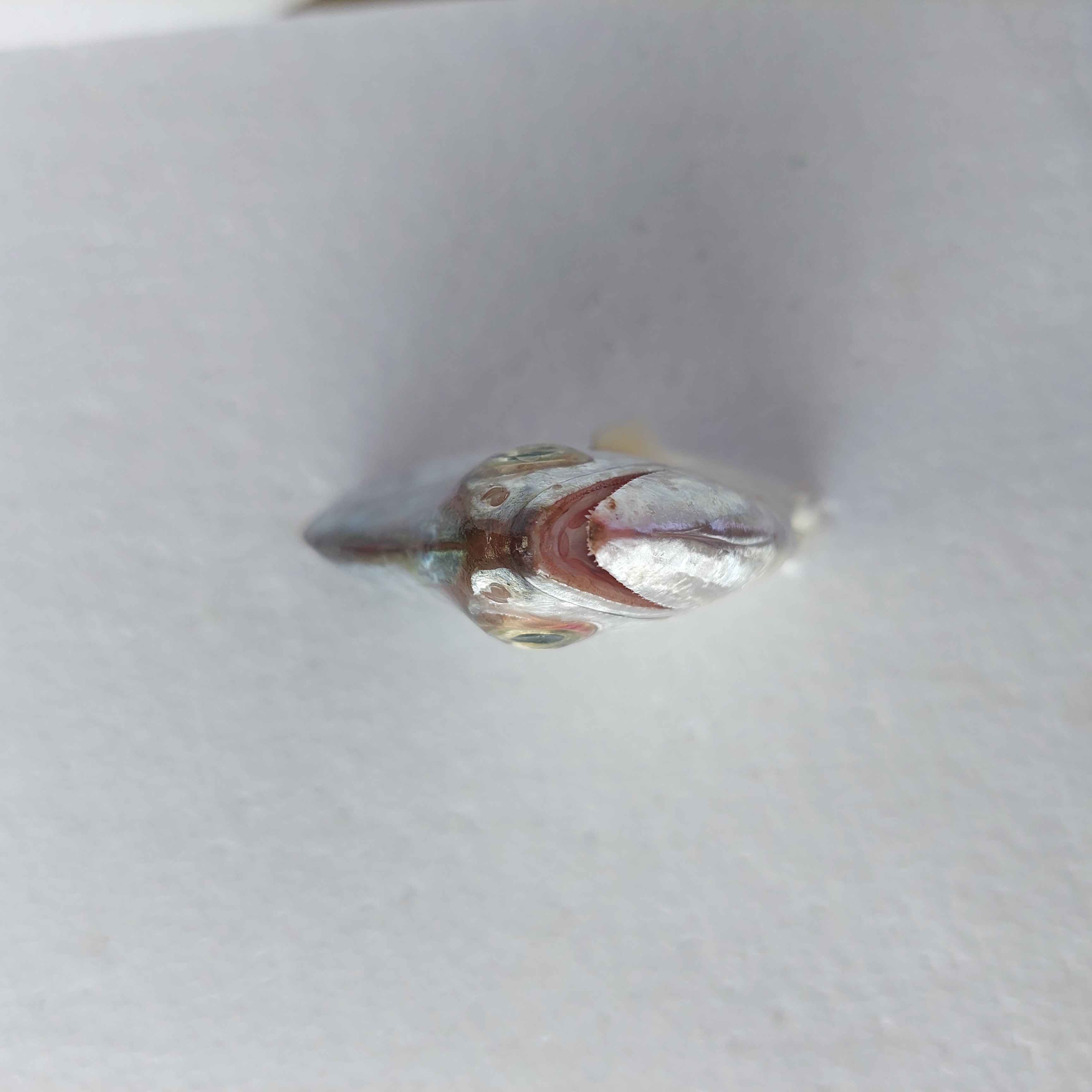 RKI spesies 6-10 Instance Segmentation Dataset by Zenius Fish