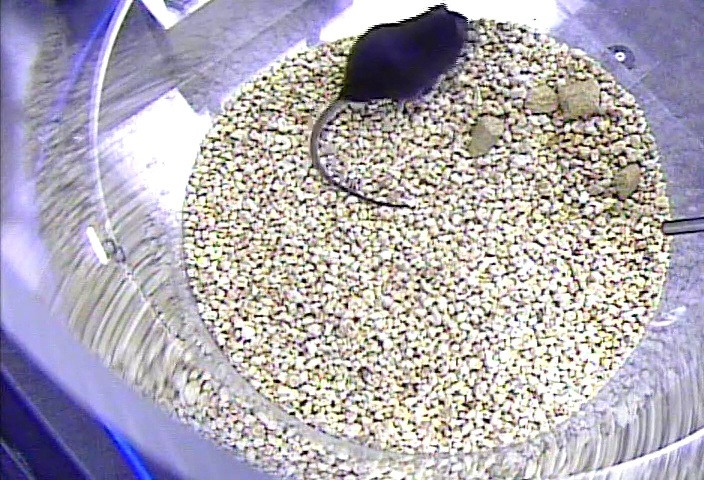 Evaluate Object Detection Dataset and Pre-Trained Model by micedetection