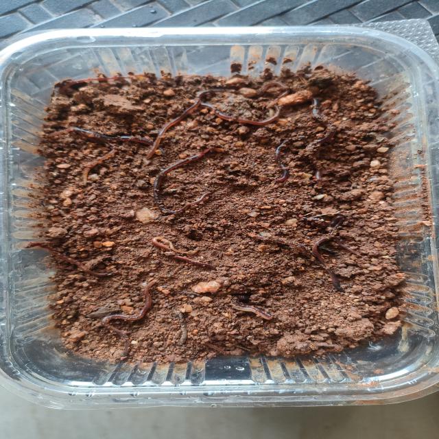 earthworm - Roboflow Universe