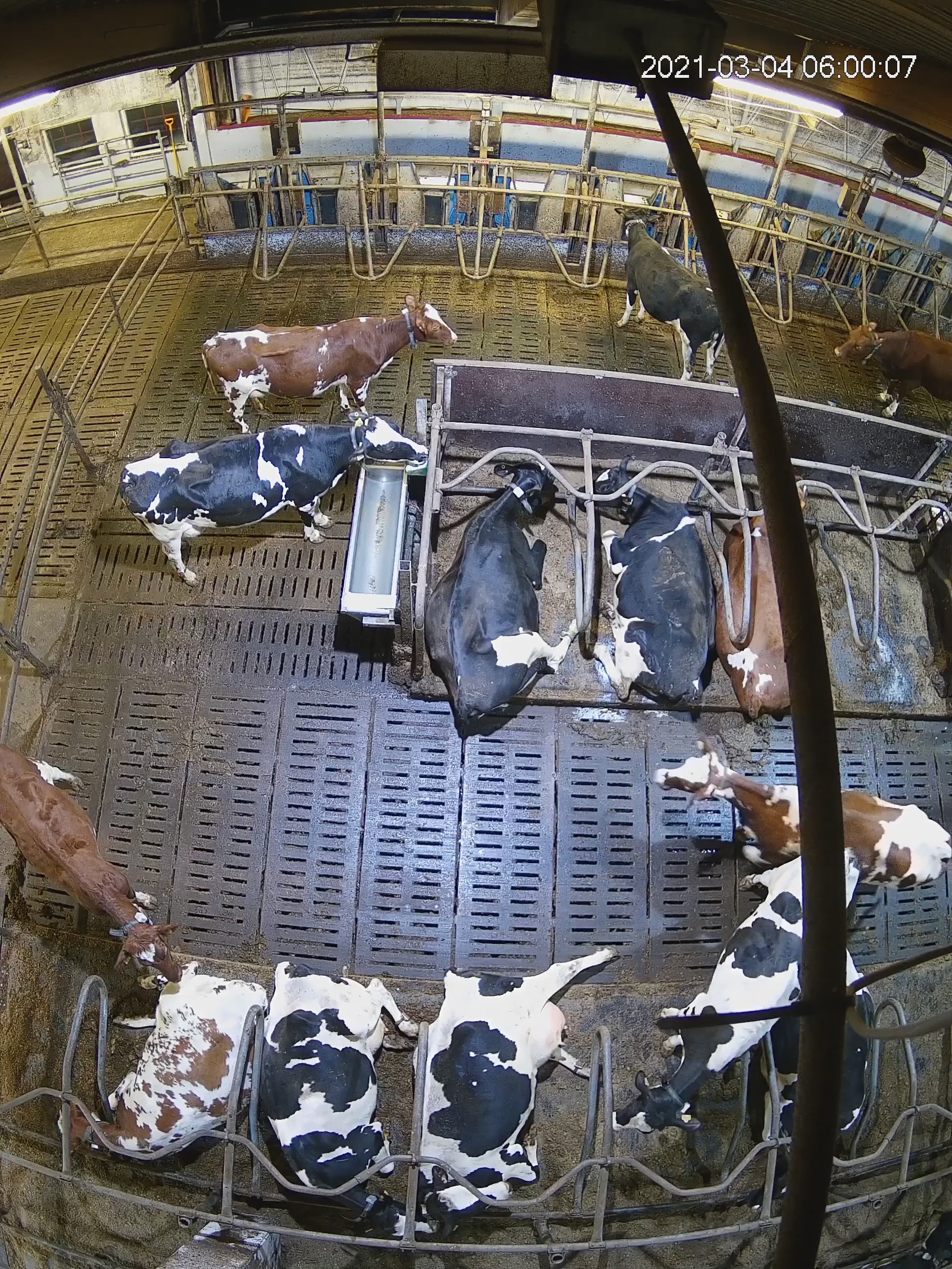 Cow Detection 2 Object Detection Dataset By Moonsanworkspace