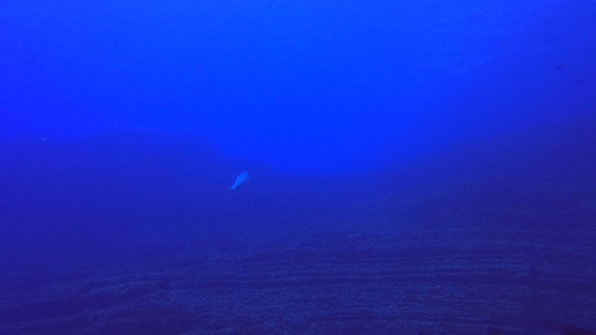 FLL Project: SEALS Object Detection Dataset by Cayneth the Great