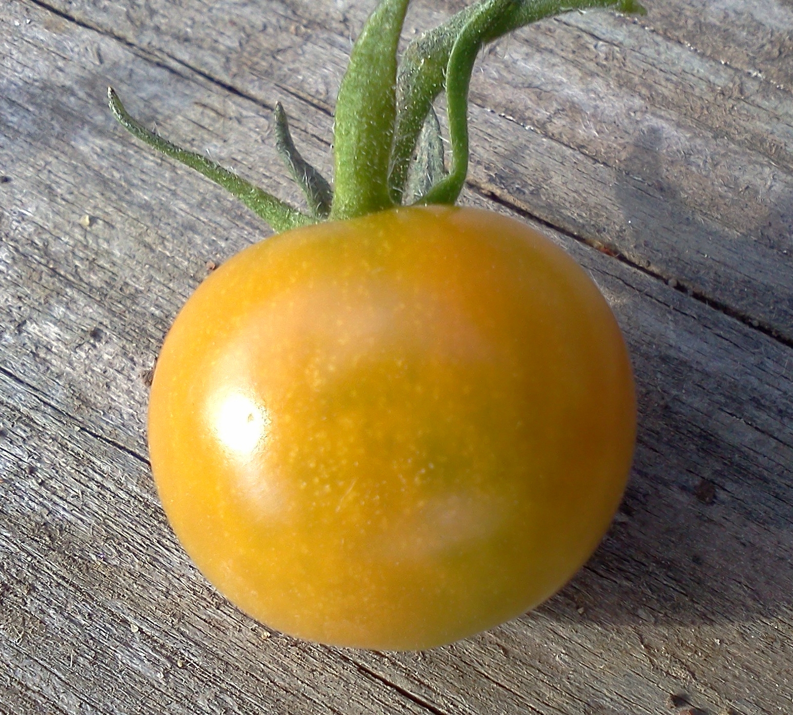 How to Use the tomato_detect Object Detection API