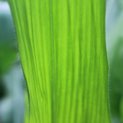 Crop Pest Detection Object Detection Dataset and Pre-Trained Model by Machine Learning CV Proj 2i15