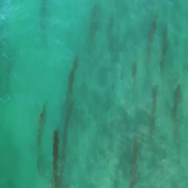 sharks Object Detection Dataset by utsa